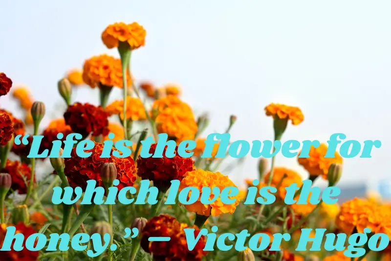 130+ Inspiring Flower Quotes For Instagram Captions