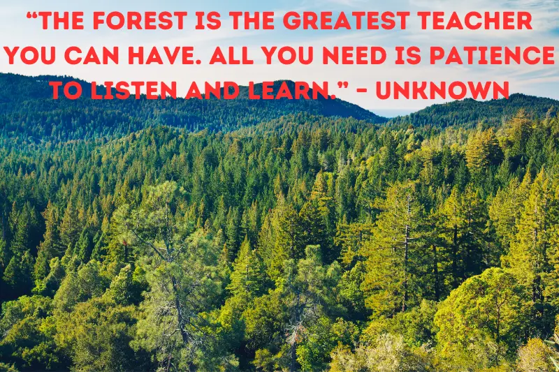Amazing 48+ Inspiring Forest Quotes For Peace And Reflection
